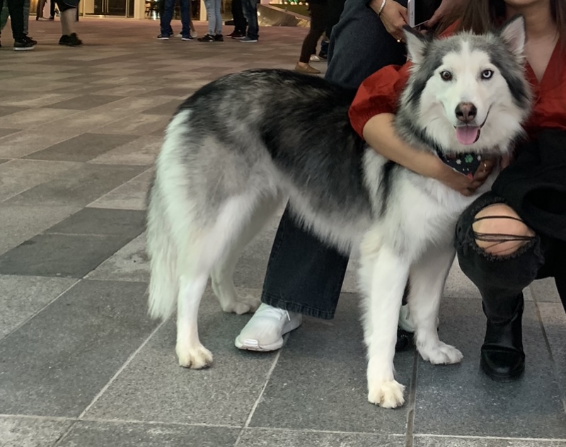 Lost Dog (Irving, Texas) - Athena