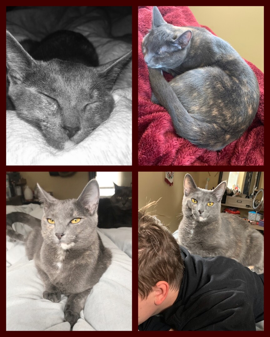 Lost Cat (Dayton, Ohio) - Ziggy