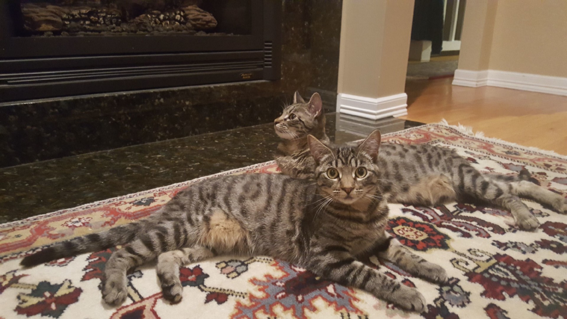 Lost Cat (Bellevue, Washington) - Gretta