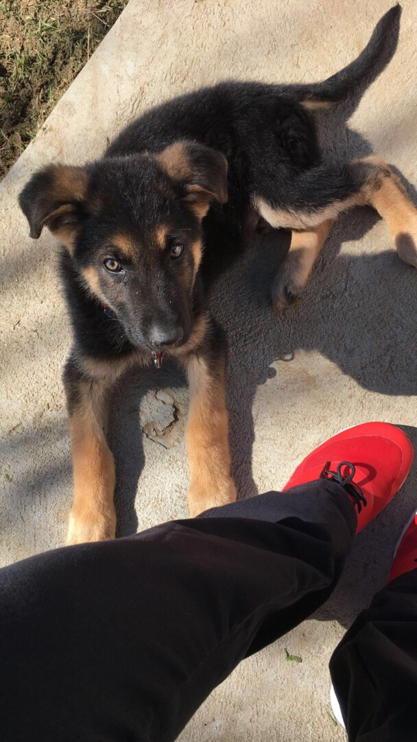 Lost Dog (Bakersfield, California) - Simba