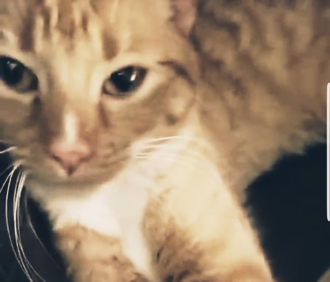 Lost Cat (Denver, Colorado) - Mittens