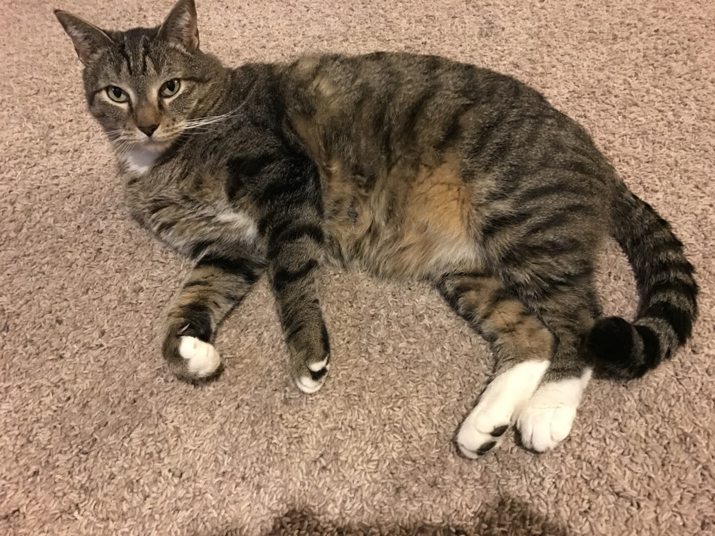 Lost Cat (Meridian, Idaho) - Jasper