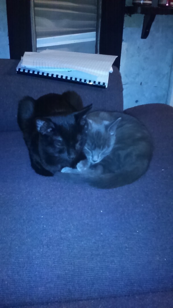 Lost Cat (Odessa, Texas) - Merlin