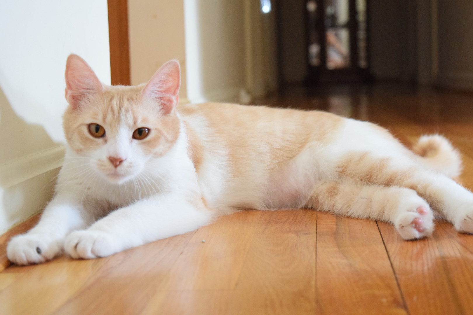 Lost Cat (Cincinnati, Ohio) - Cheeto