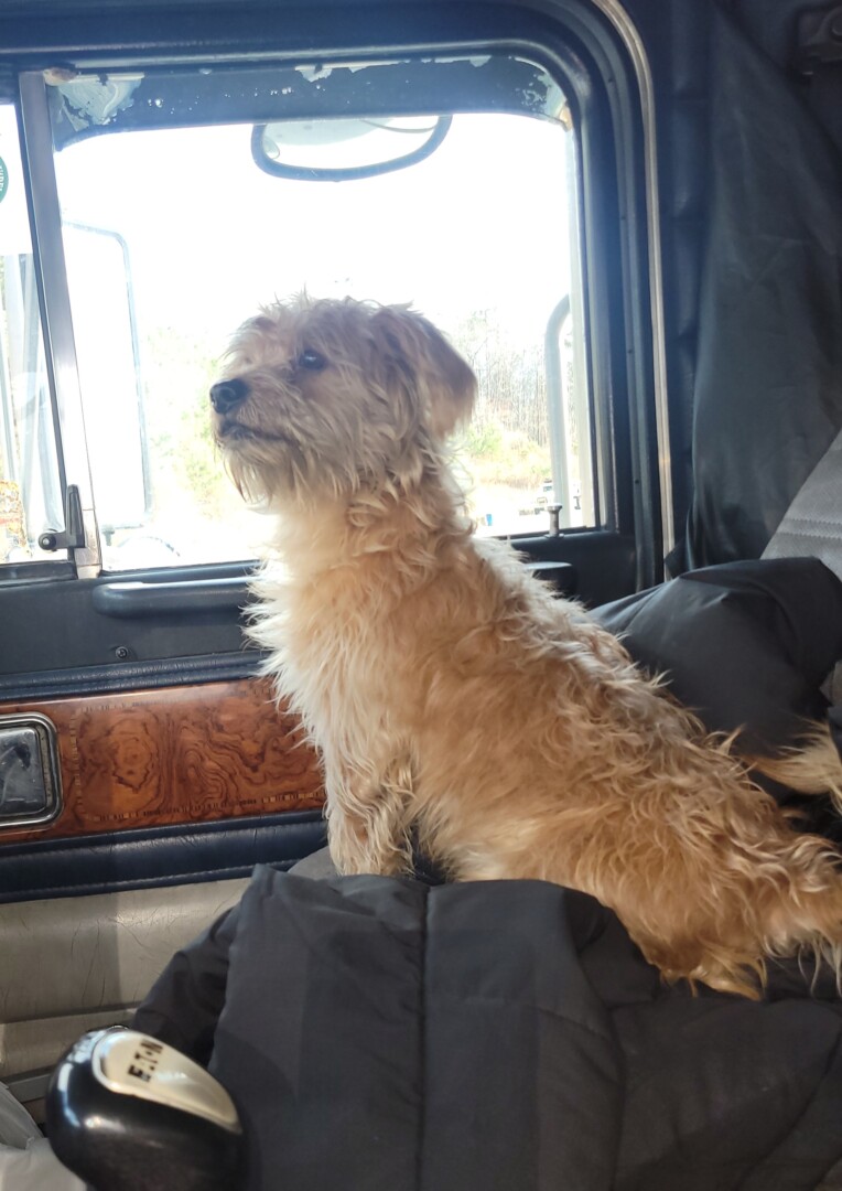 Lost Dog (Hubbard, Ohio) - Chewbert