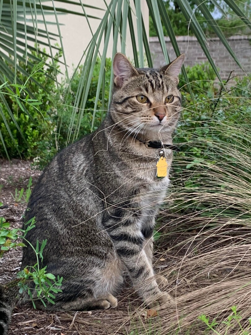 Lost Cat (Richardson, Texas) - Simba