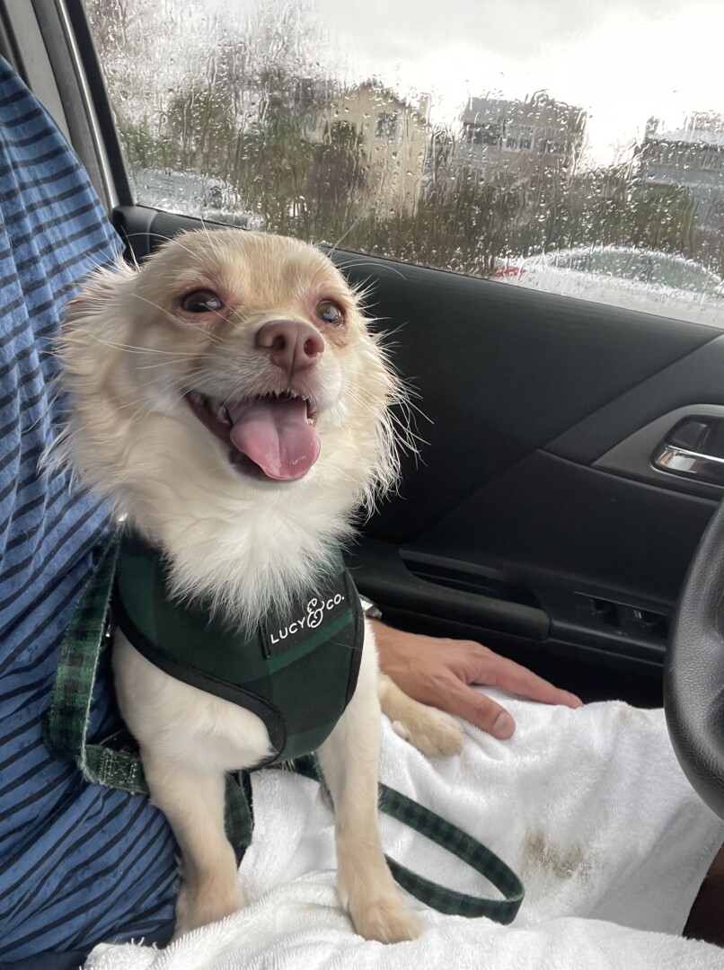 Lost Dog (St. Simons Island, Georgia) - Basil