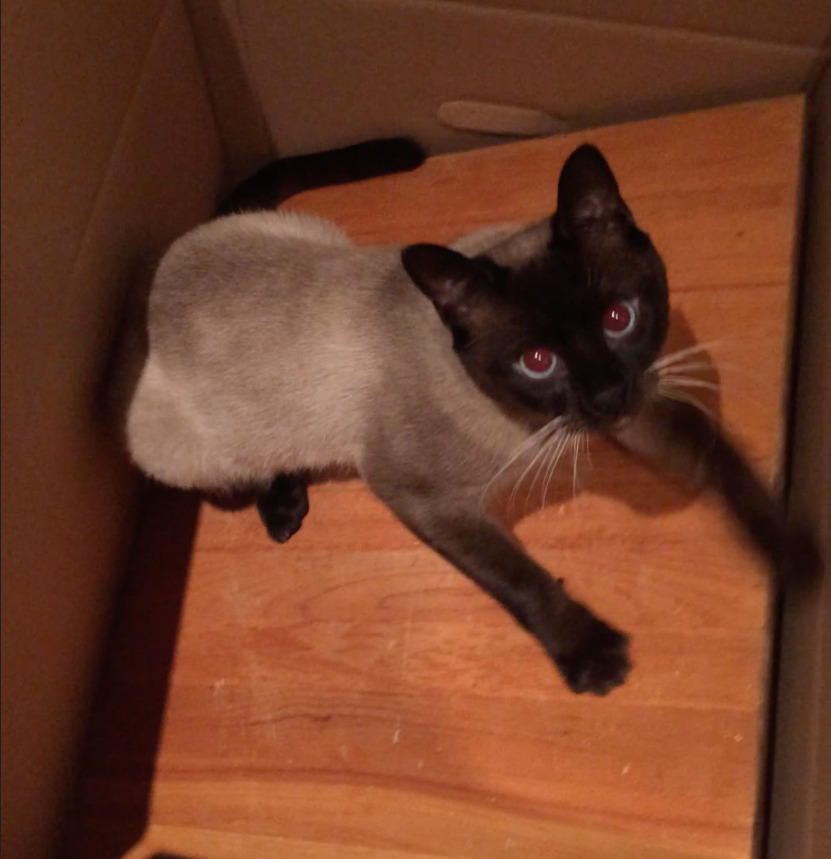 Lost Cat (Beacon, New York) - Sammy