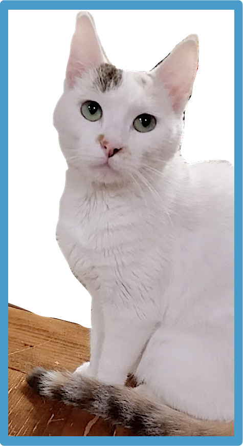 Lost Cat (Glendora, California) - Coco