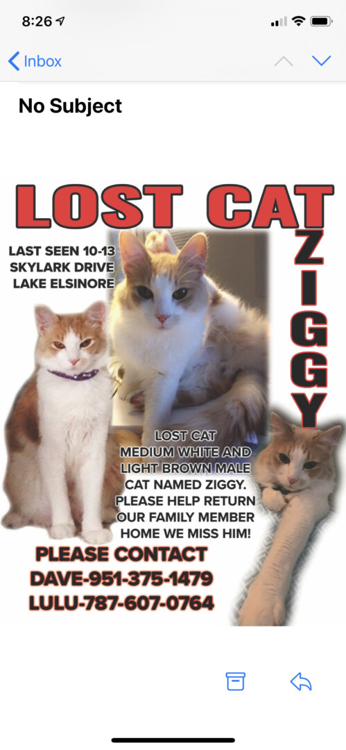 Lost Cat (Lake Elsinore, California) - Ziggy