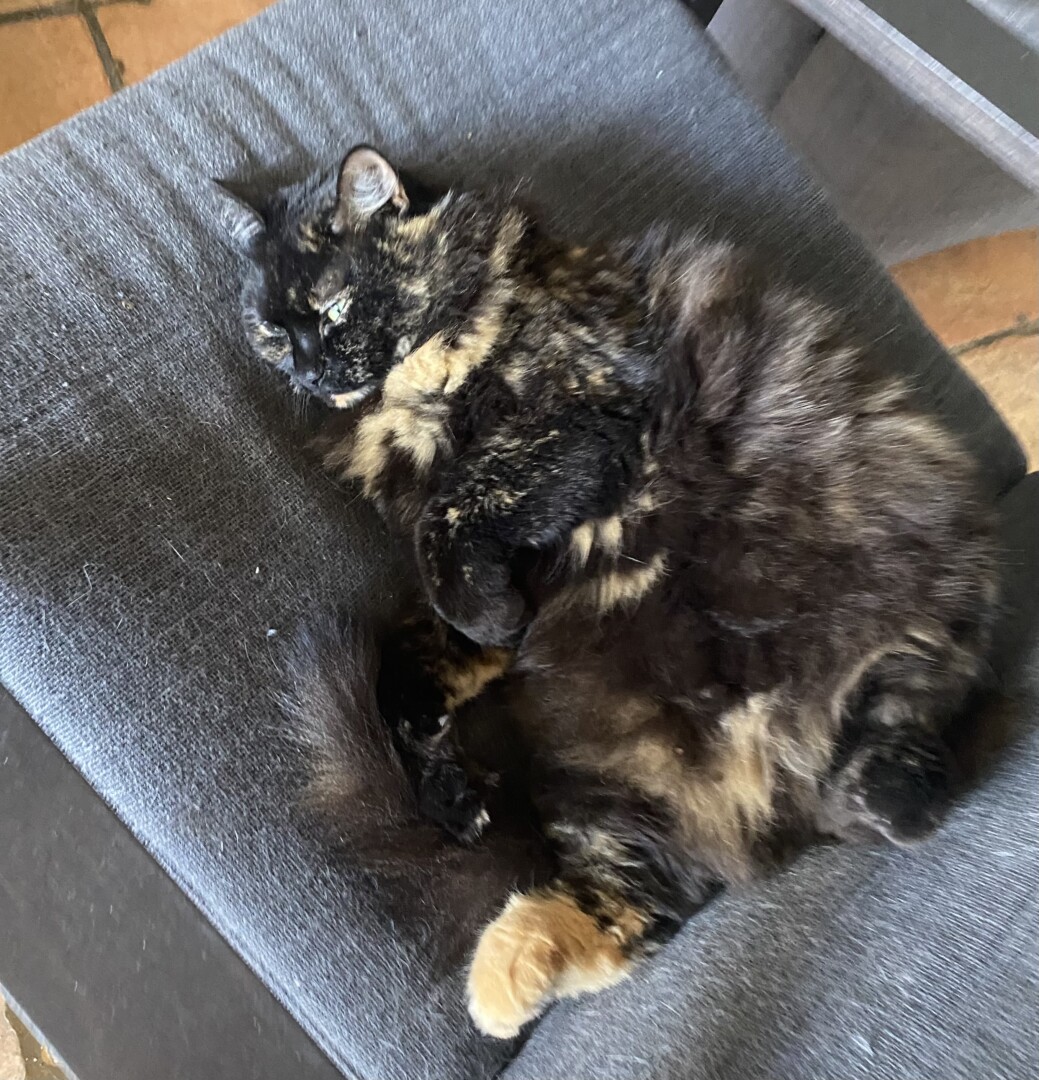 Lost Cat (Miami, Florida) - Missy