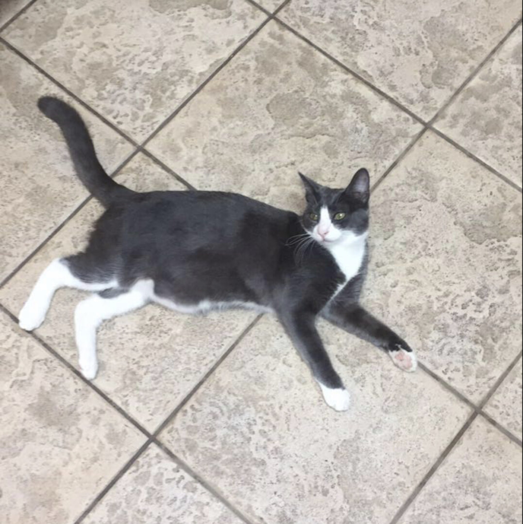 Lost Cat (Lemoore, California) - Tom