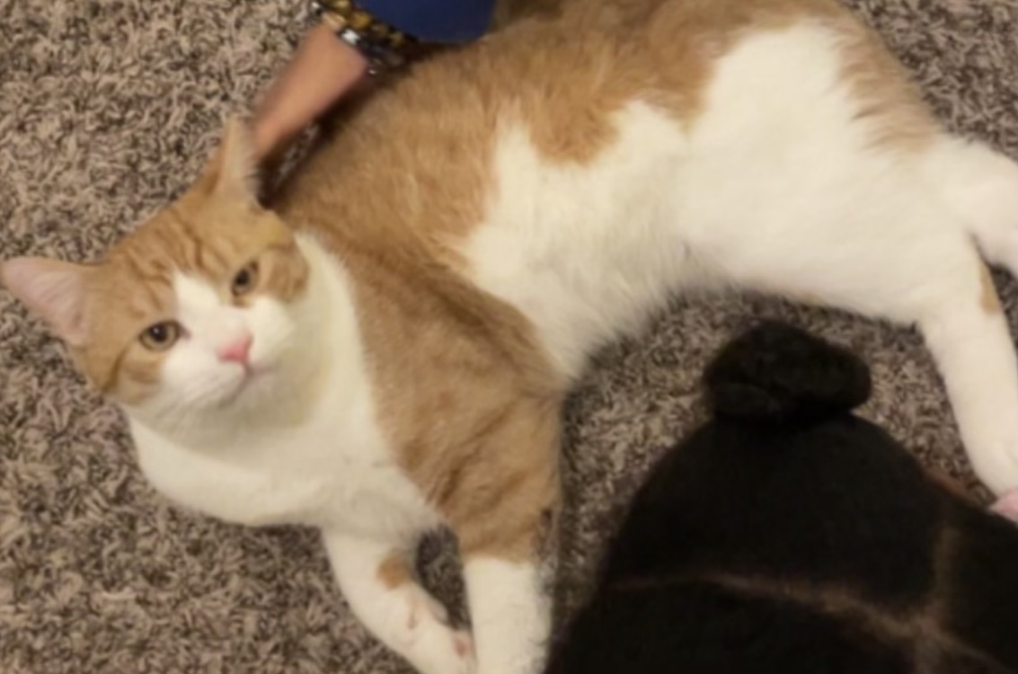 Lost Cat (Auburn, Washington) - Meemo