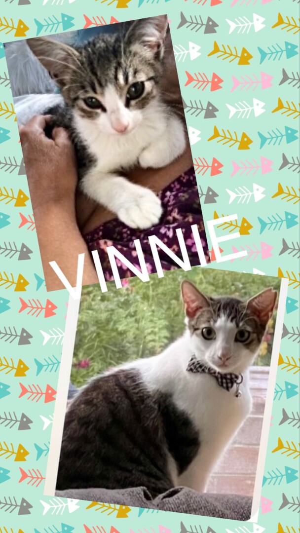 Lost Cat (Kailua, Hawaii) - Vinnie