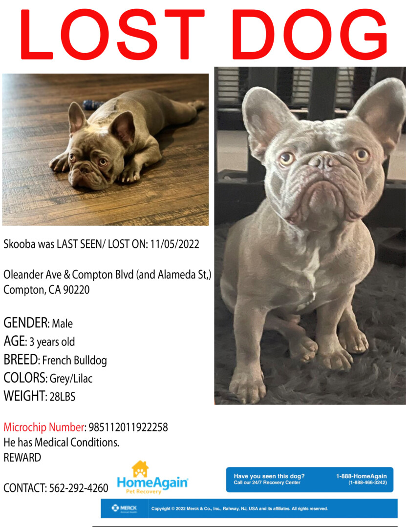 Lost Dog (Compton, California) - Skooba