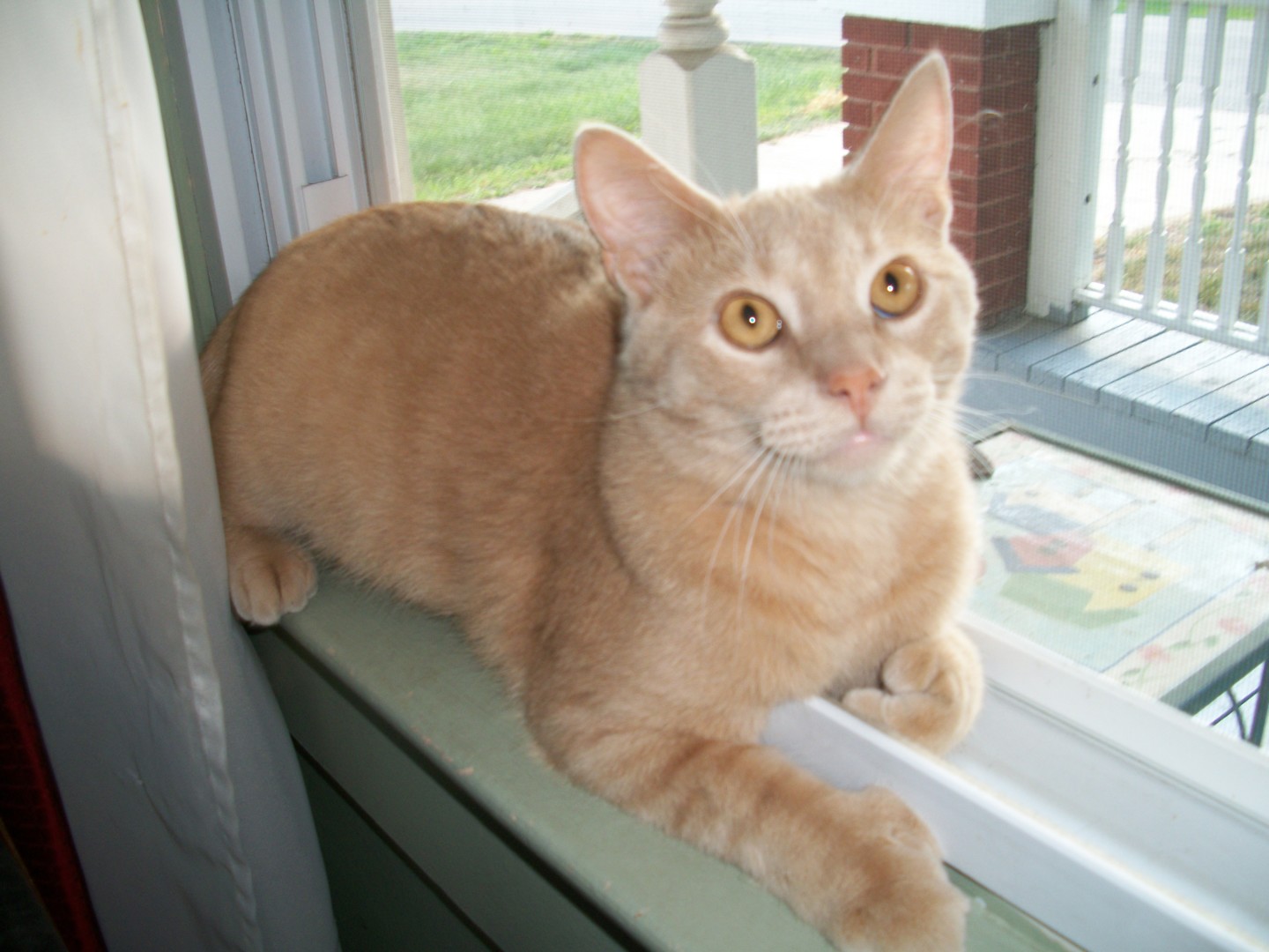 Lost Cat (Dayton, Ohio) - Harry