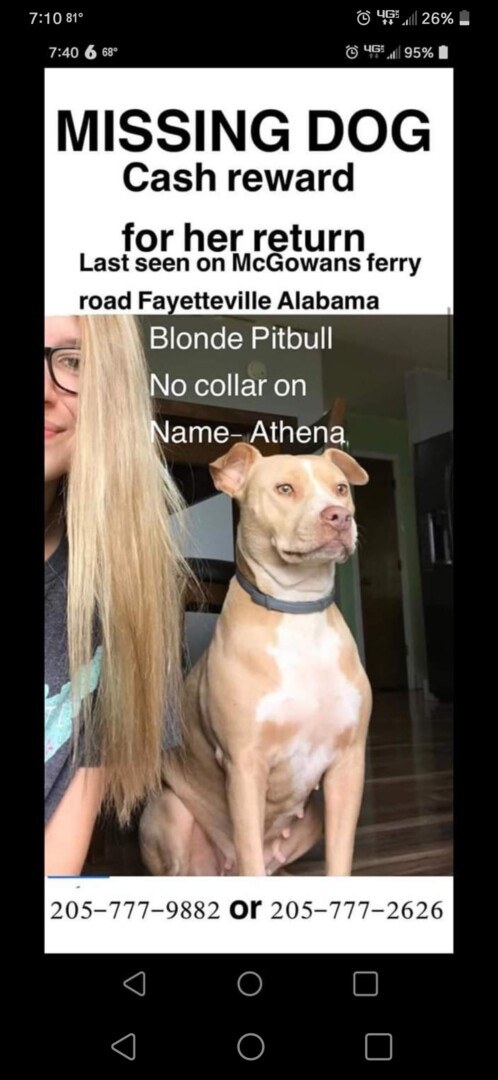 Lost Dog (Childersburg, Alabama) - Athena