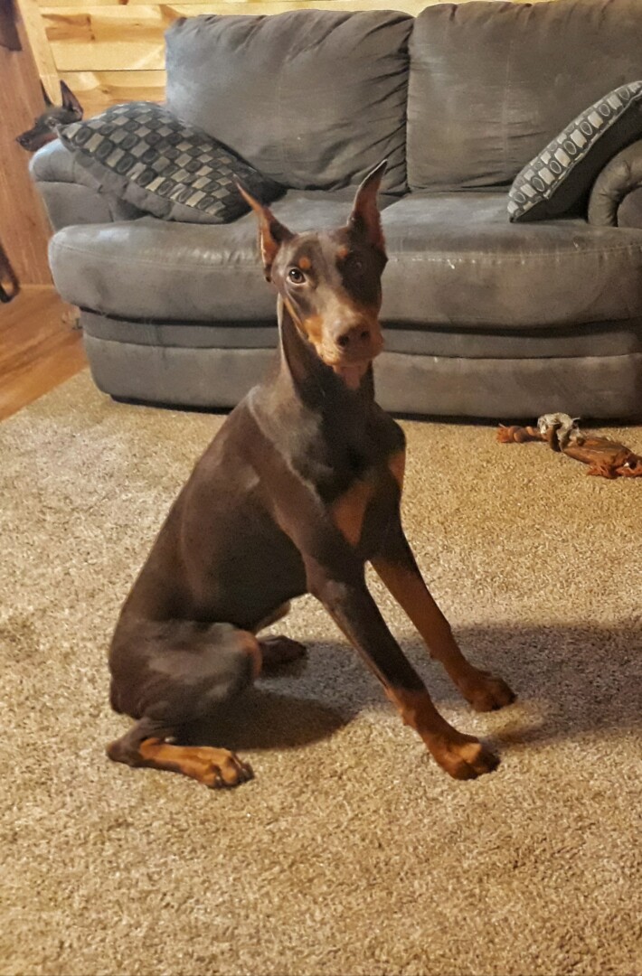 Lost Dog (Portland, Missouri) - Koda