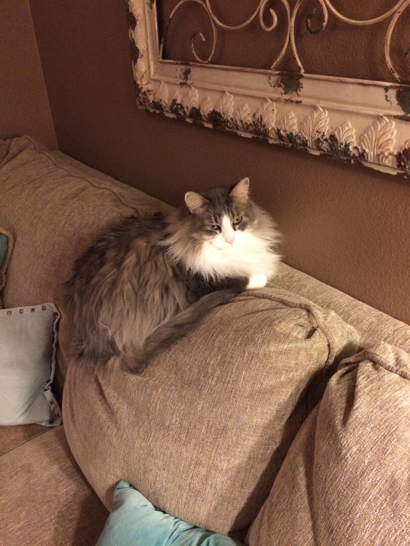 Lost Cat (Fargo, North Dakota) - Elvis