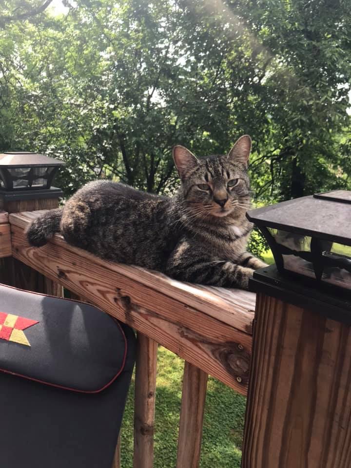 Lost Cat (Harrison, Tennessee) - Nitro