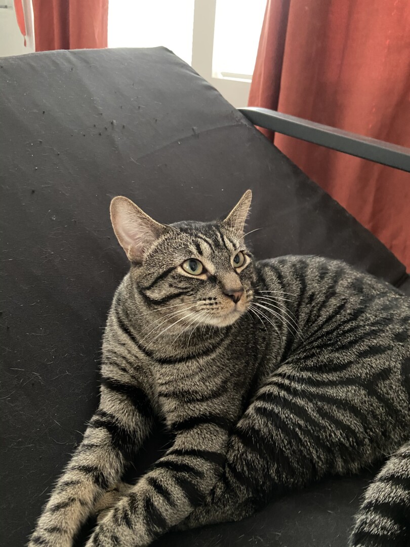 Lost Cat (Sacramento, California) - Samson