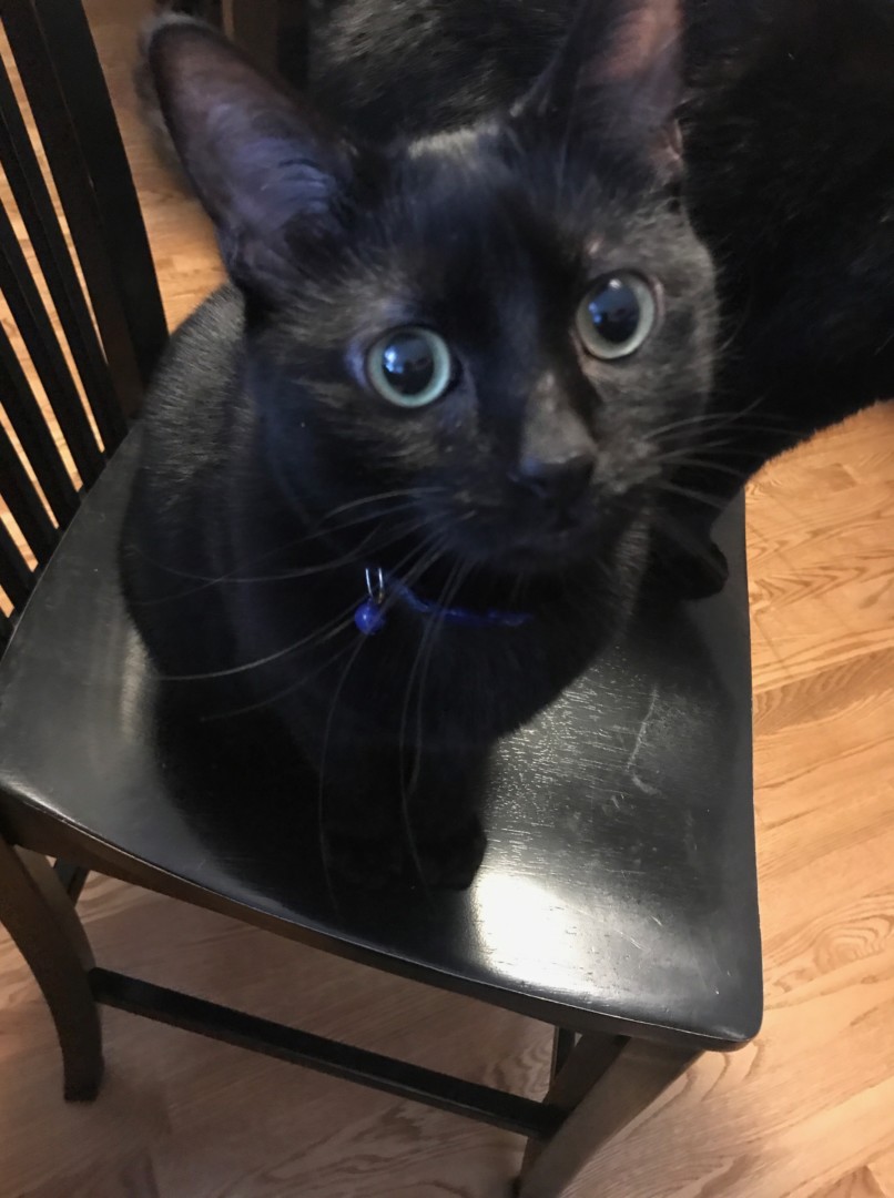 Lost Cat (Oceanside, California) - Clubber