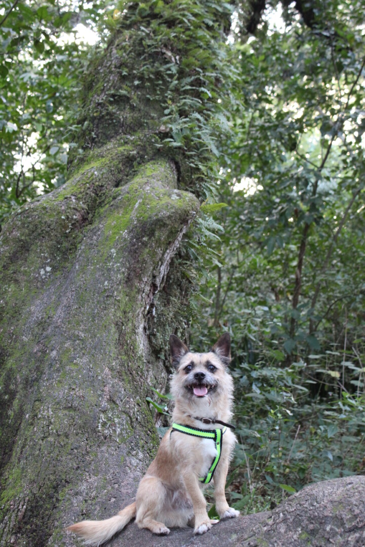 Lost Dog (Tamarac, Florida) - Junior