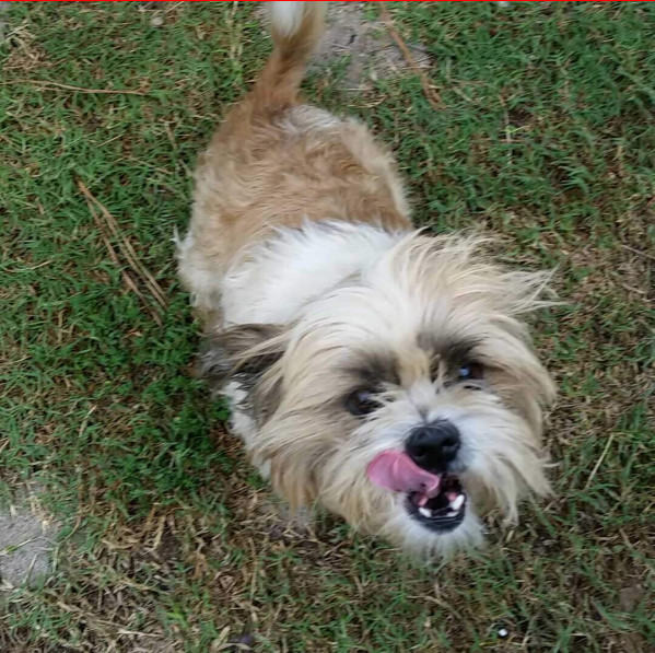 Lost Dog (Tulsa, Oklahoma) - Athena