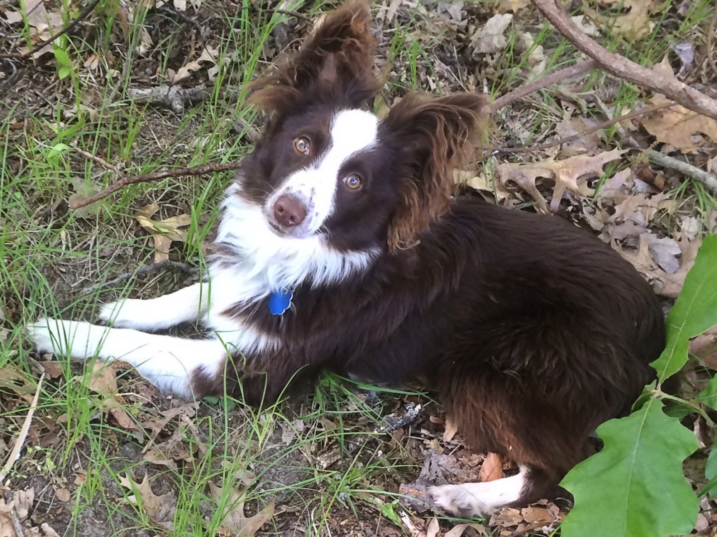Lost Dog (Pinckney, Michigan) - Ranger Rowlie