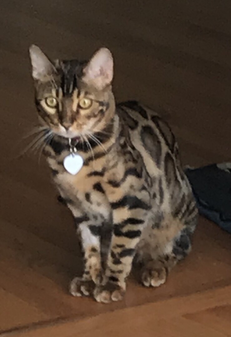 Lost Cat (Los Angeles, California) - Zeus