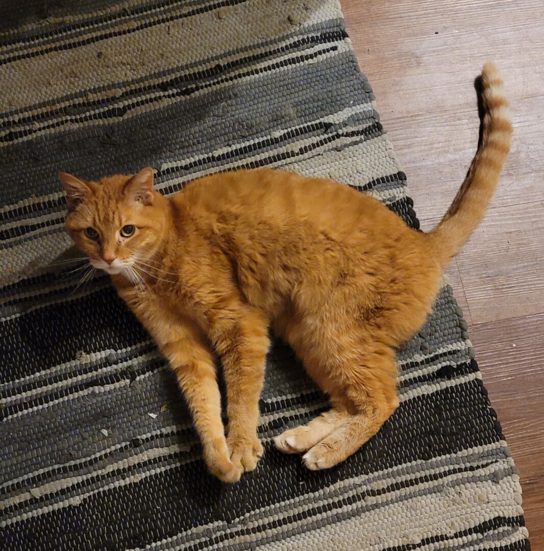 Lost Cat (Indianapolis, Indiana) - Ronan