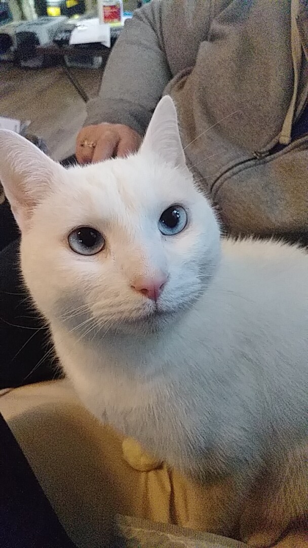 Lost Cat (Milwaukee, Wisconsin) - Walter