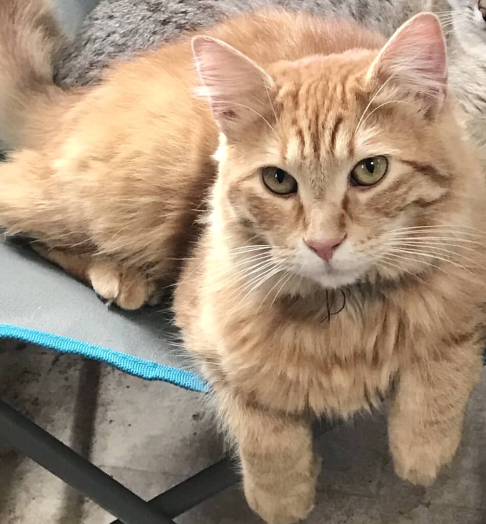 Lost Cat (Reno, Nevada) - Larry