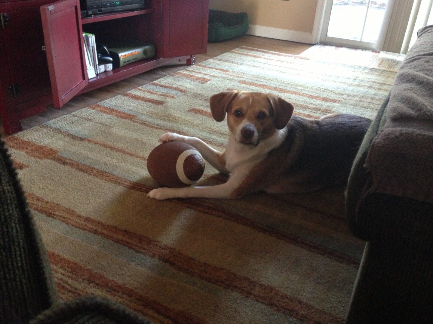 Lost Dog (Myrtle Beach, South Carolina) - Roo