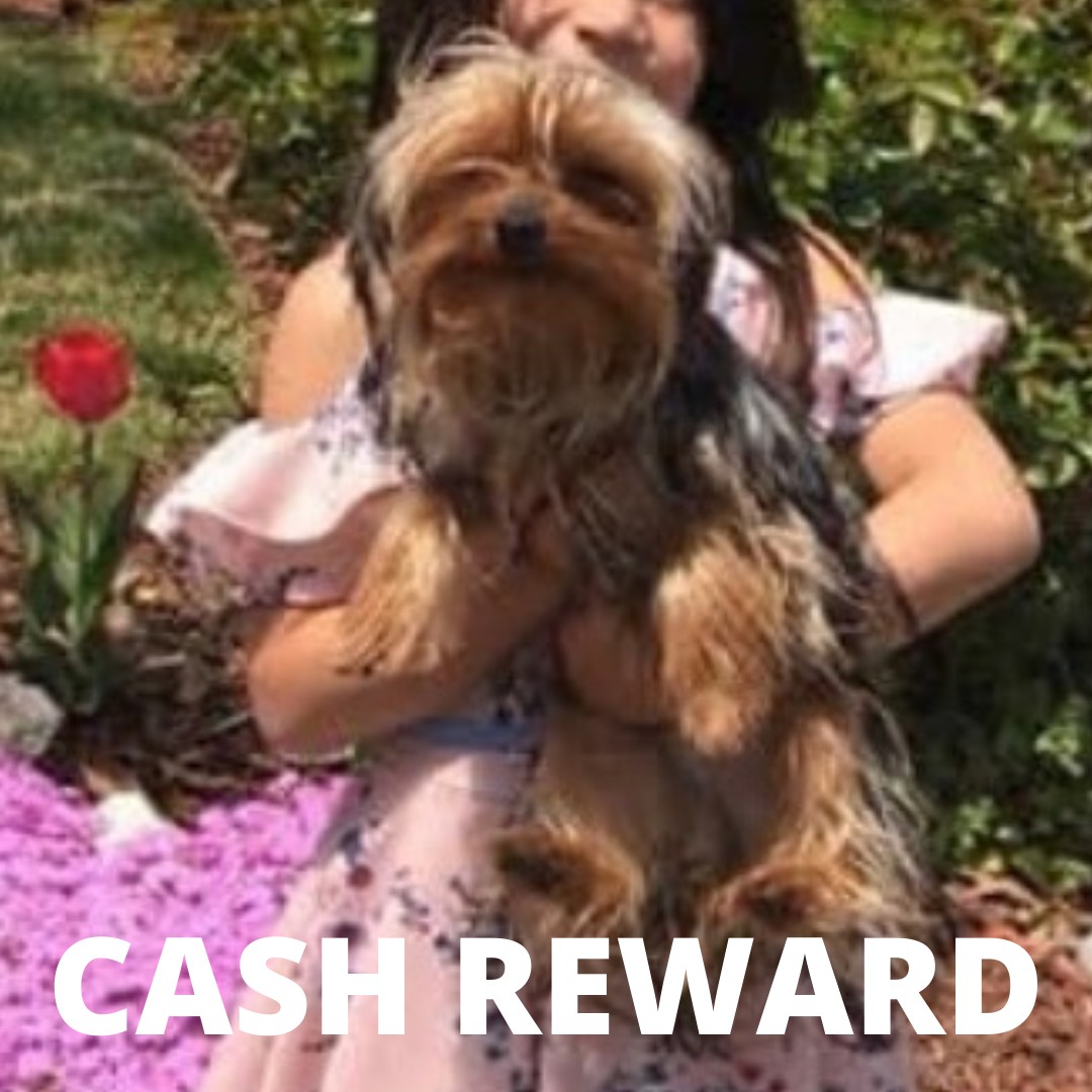 Lost Dog (Bowie, Maryland) - Rocky