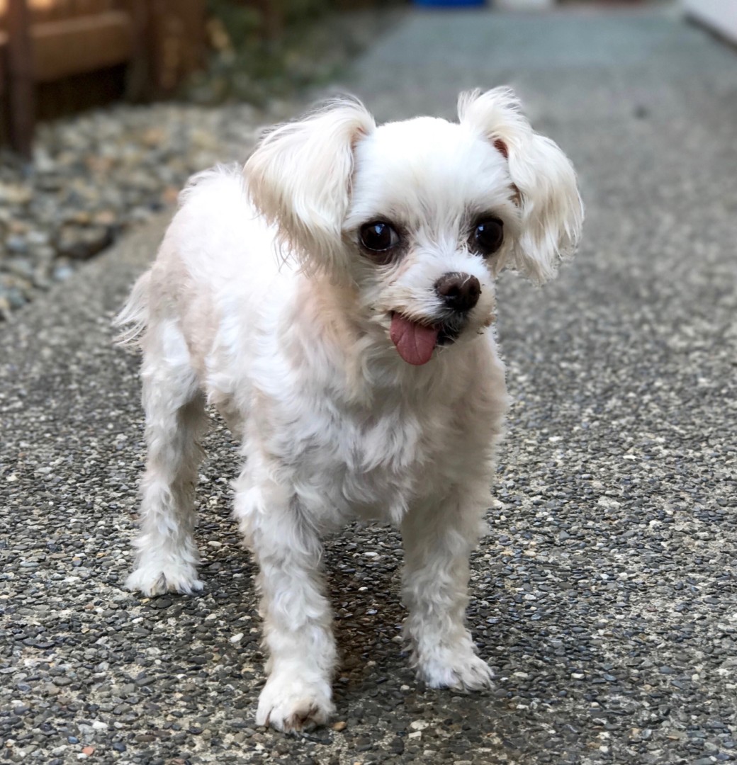Lost Dog (Gold River, California) - Bubby