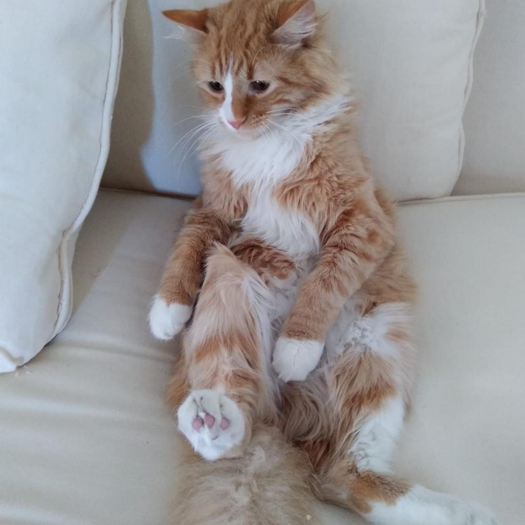 Lost Cat (Aurora, Colorado) - Ginger