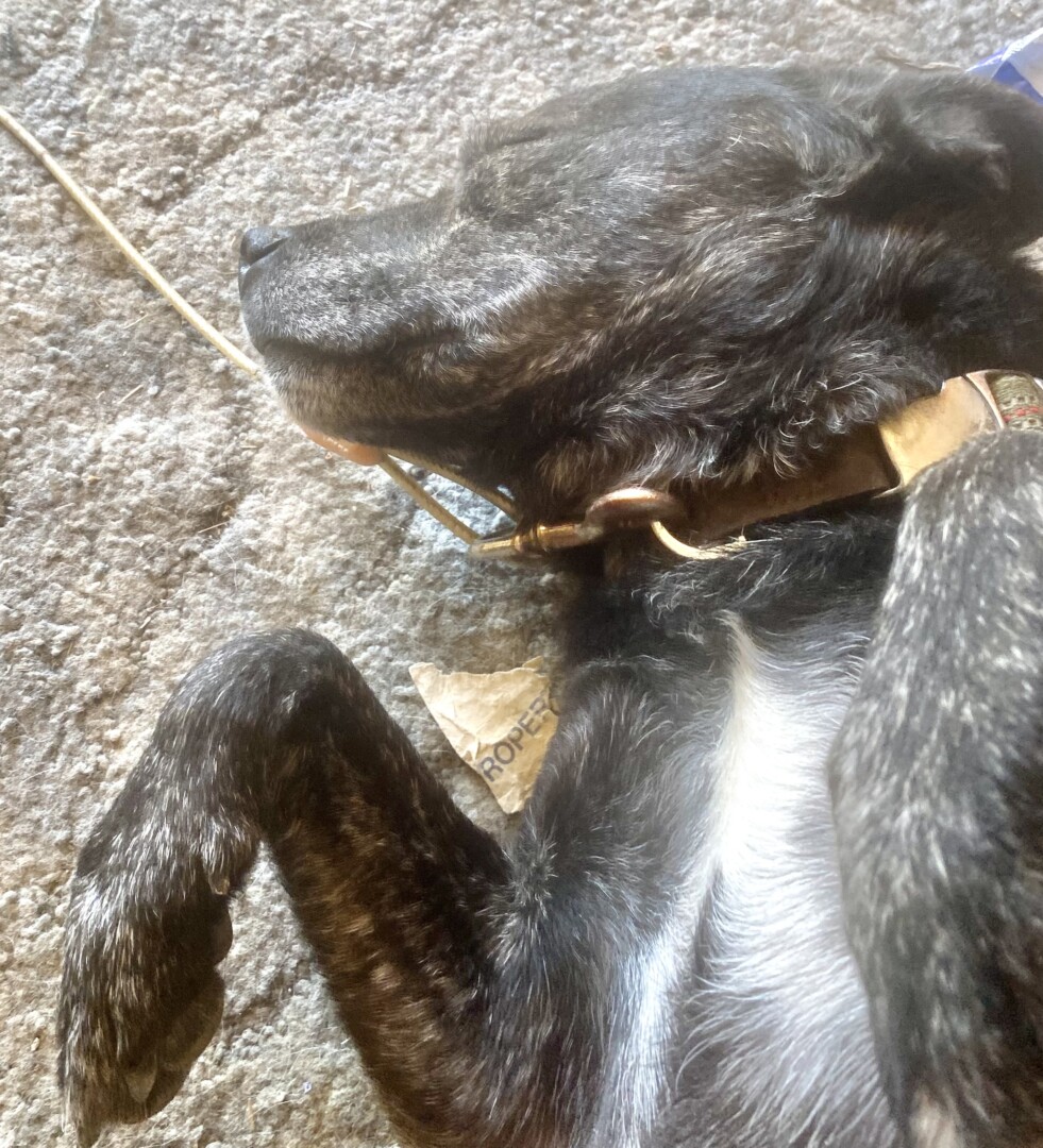 Lost Dog (Beatty, Nevada) - Blackjack