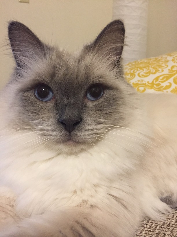 Lost Cat (Cary, Illinois) - Solomon