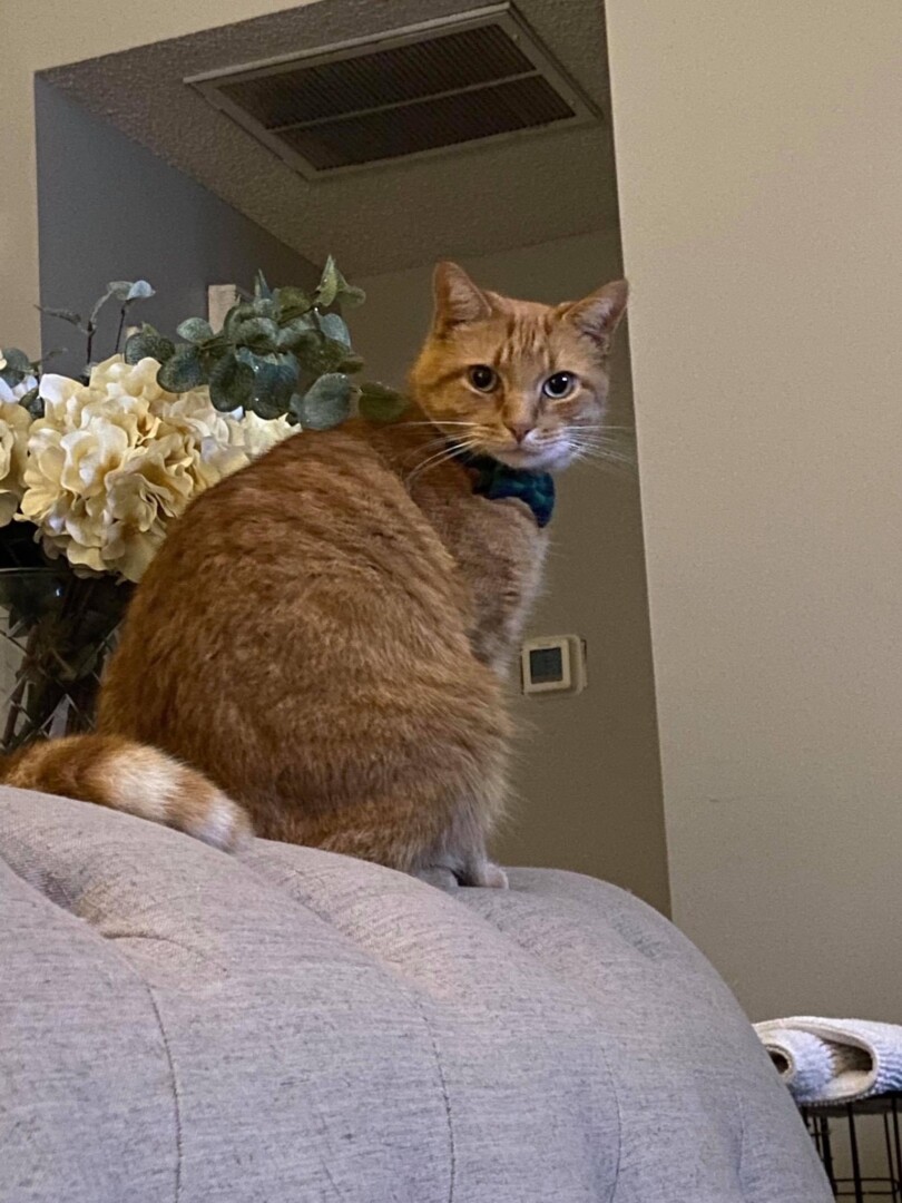 Lost Cat (North Charleston, South Carolina) - Archer