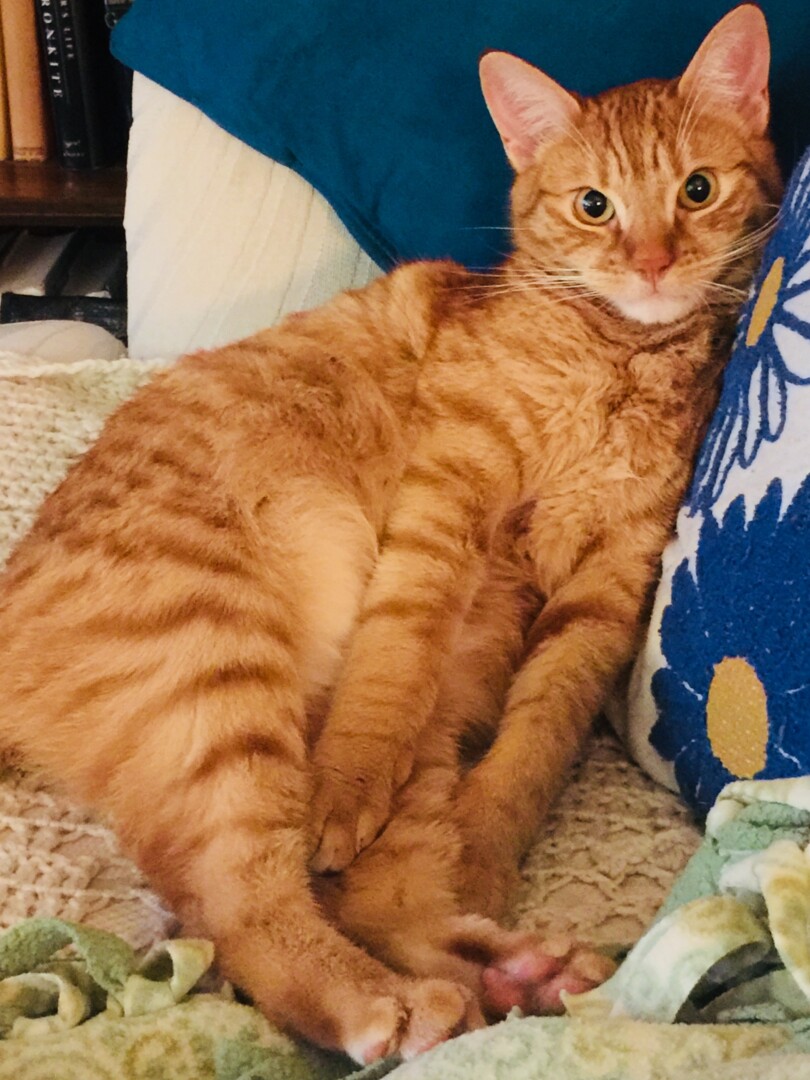 Lost Cat (Redmond, Washington) - Cheeto