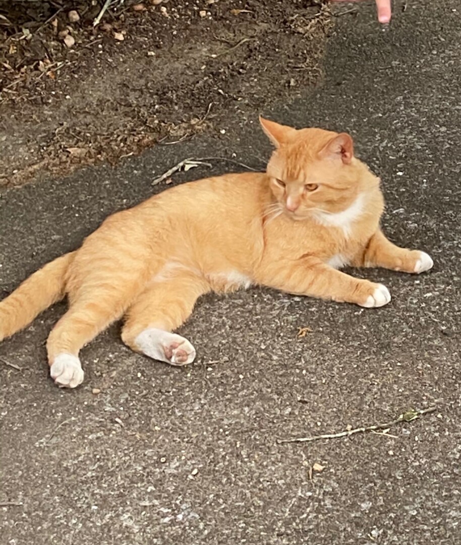 Lost Cat (Pelham, Alabama) - Cheeto