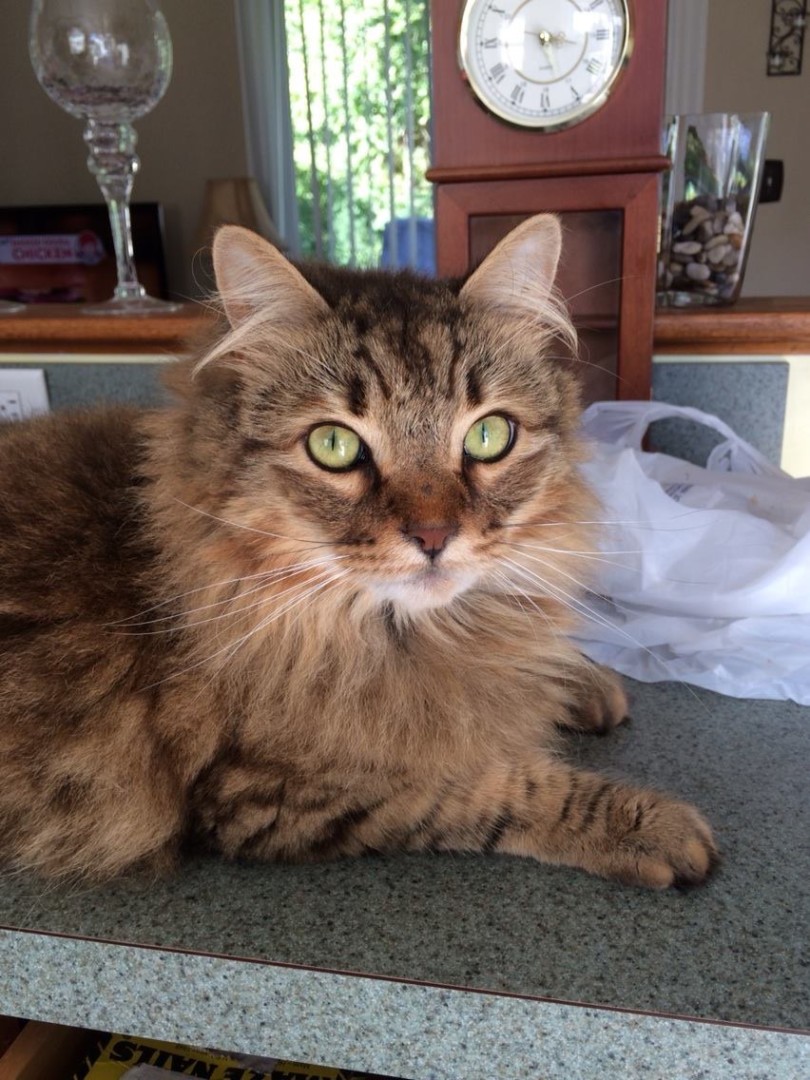 Lost Cat (Worcester, Massachusetts) - Neko