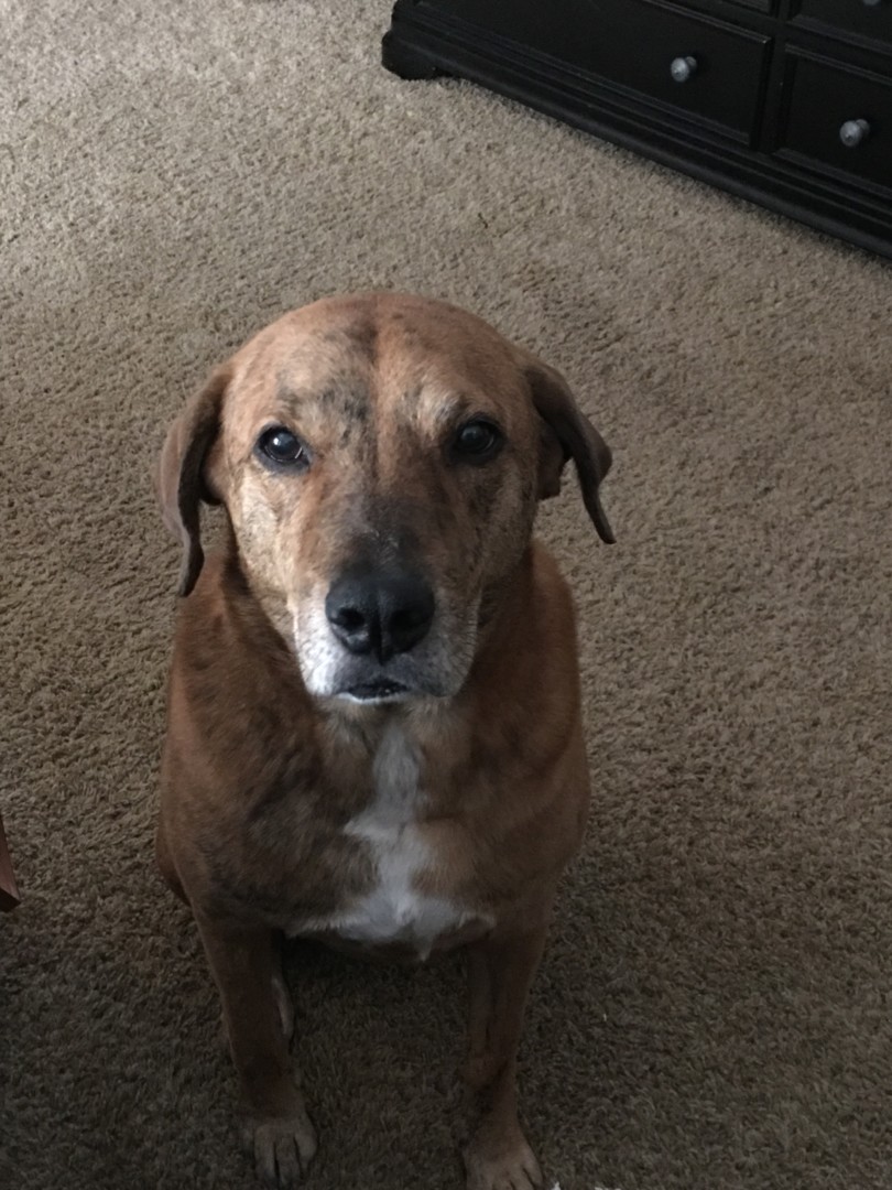 Lost Dog (Allen, Texas) - Luke