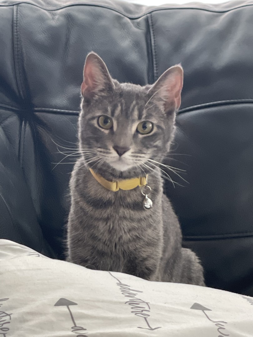 Lost Cat (Gilbert, Arizona) - Ellie