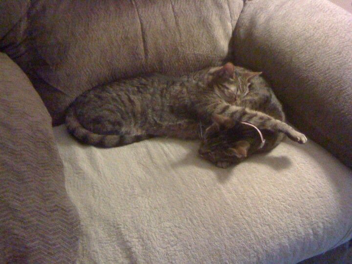 Lost Cat (Darien, Illinois) - Sophia