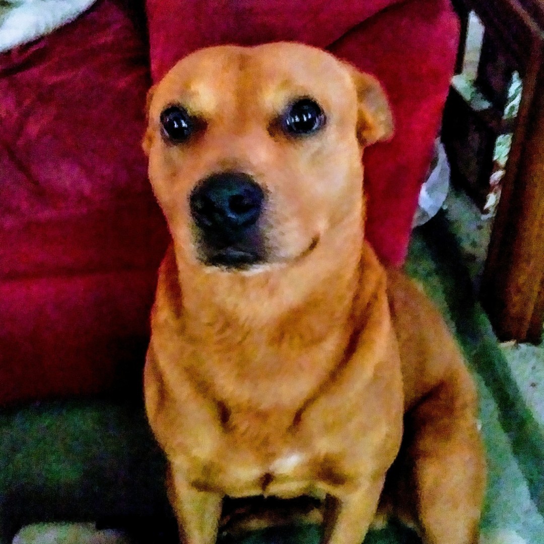 Lost Dog (Indianapolis, Indiana) - Boosie