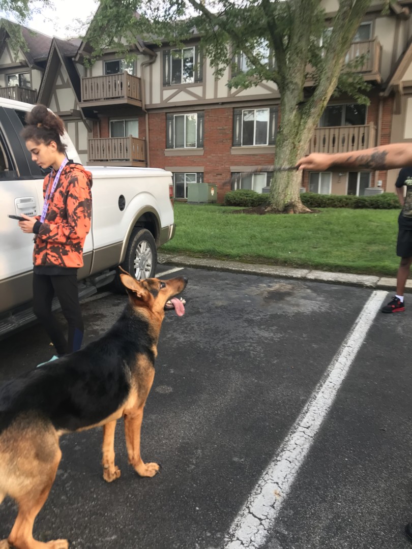 Lost Dog (Indianapolis, Indiana) - Athena