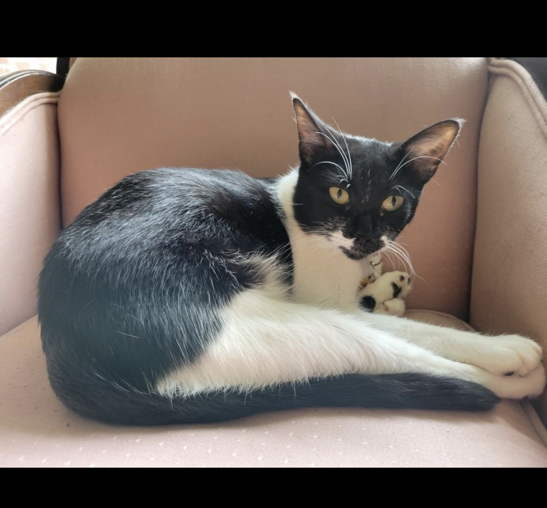 Lost Cat (Taylors, South Carolina) - Wraith