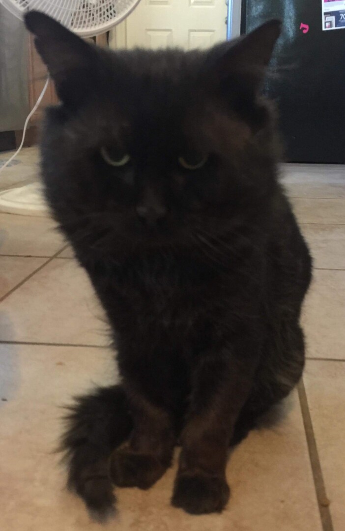 Lost Cat (Joshua Tree, California) - Joey